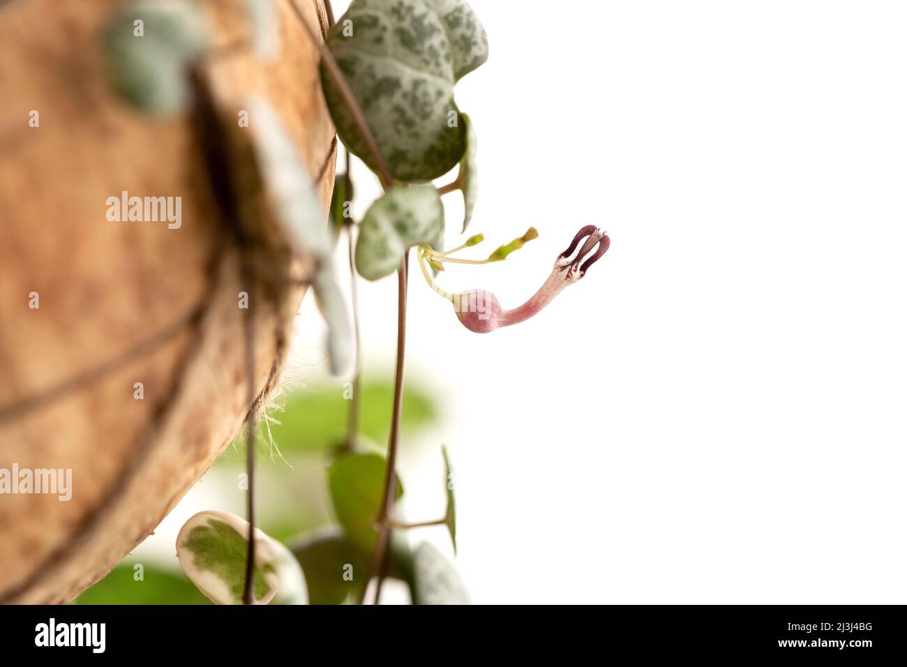 Ceropegia woodii plant flowering. String of Hearts houseplant bloom on ...