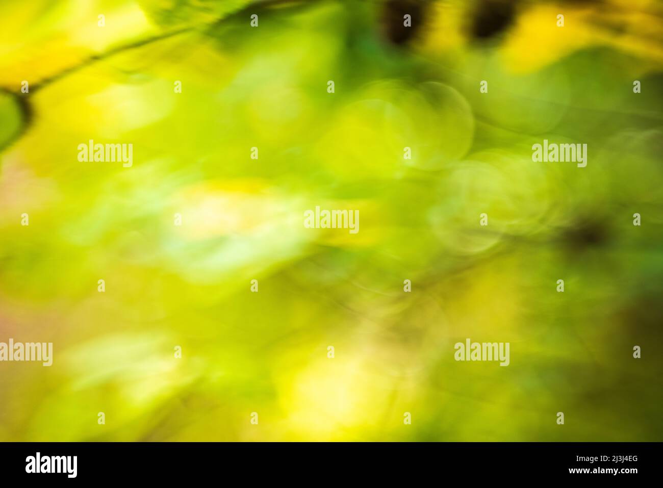 Defocused abstract nature background with leaves and bokeh lights from ...