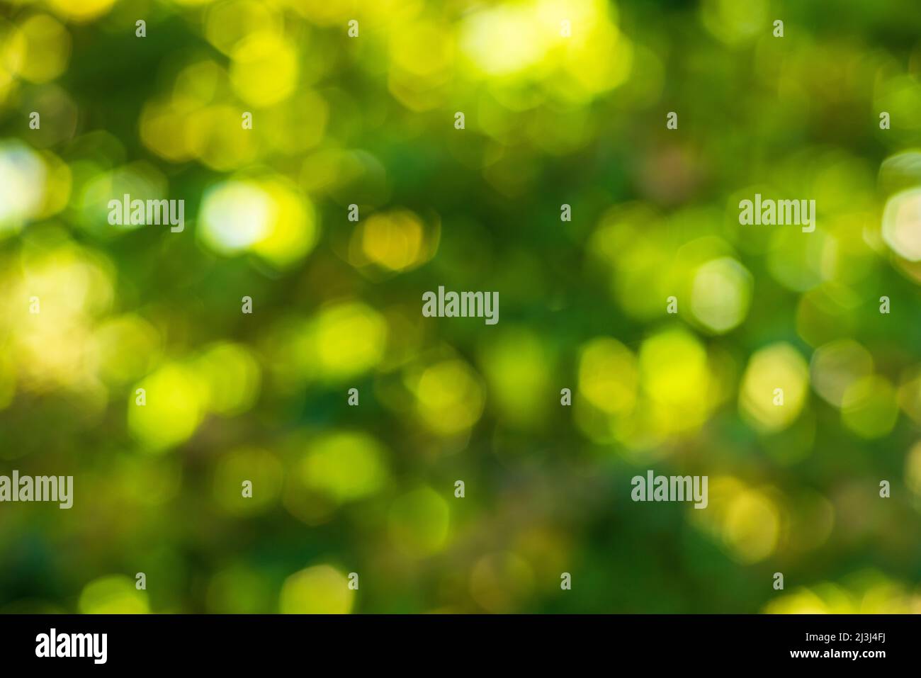 Defocused abstract nature background with leaves and bokeh lights from ...