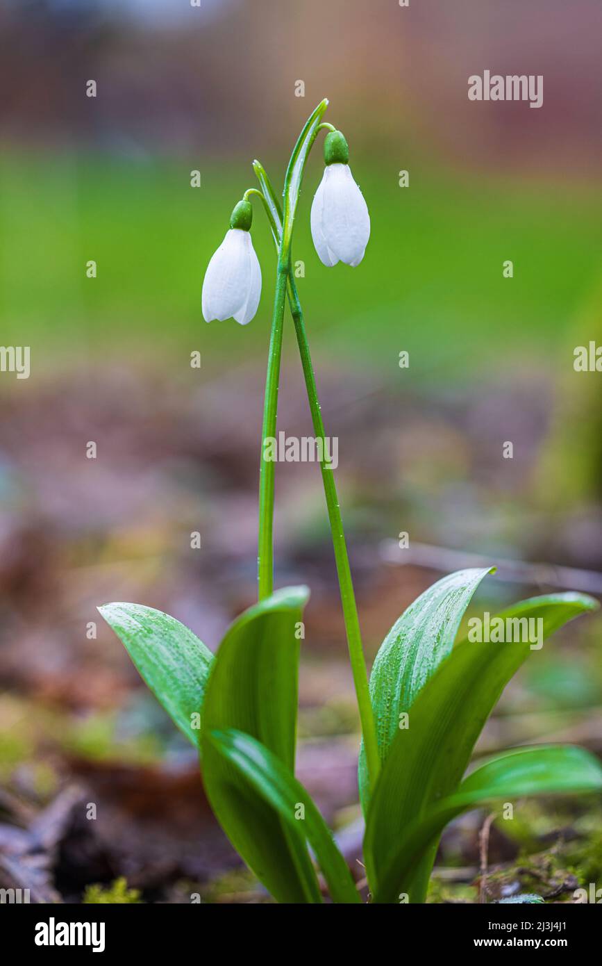 Galanthus nivalis detail hi-res stock photography and images - Alamy