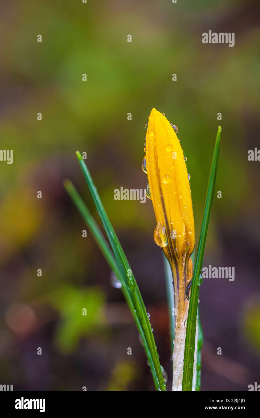 Spring flowers, crocus (crocus) with dew drops Stock Photo - Alamy