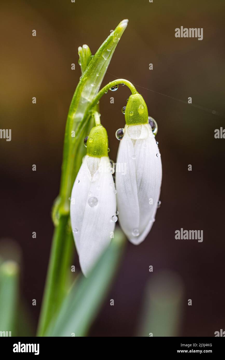 Snowdrop (Galanthus nivalis), close-up, dewdrops Stock Photo - Alamy