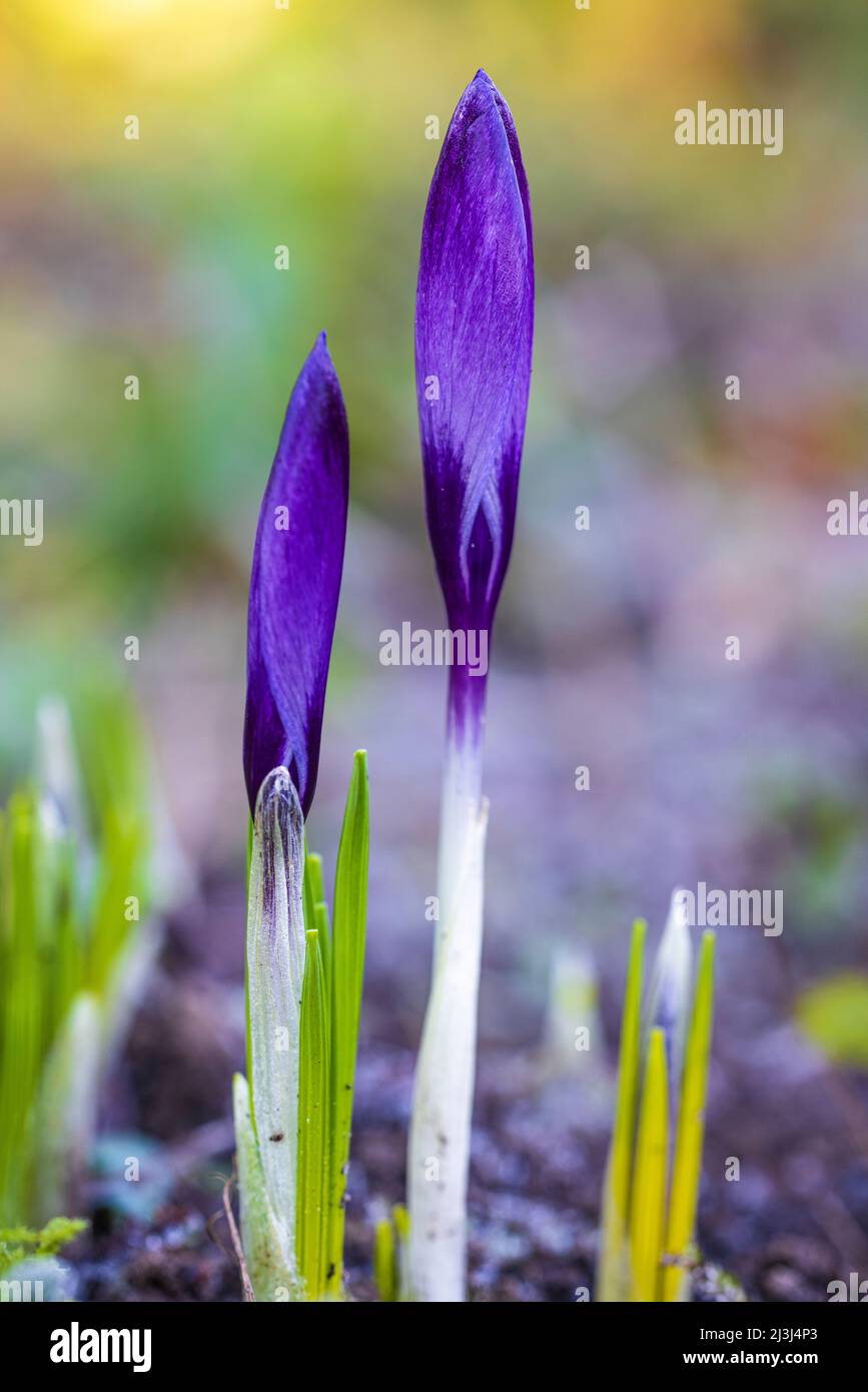 Crocuses with open buds hi-res stock photography and images - Alamy