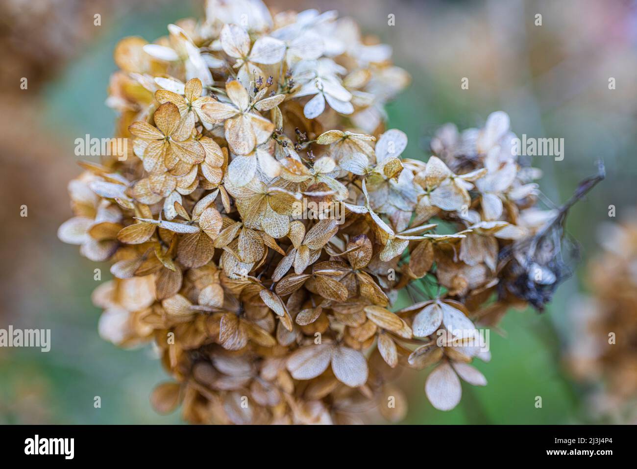 A faded brown hydrangea flower closeup Stock Photo - Alamy