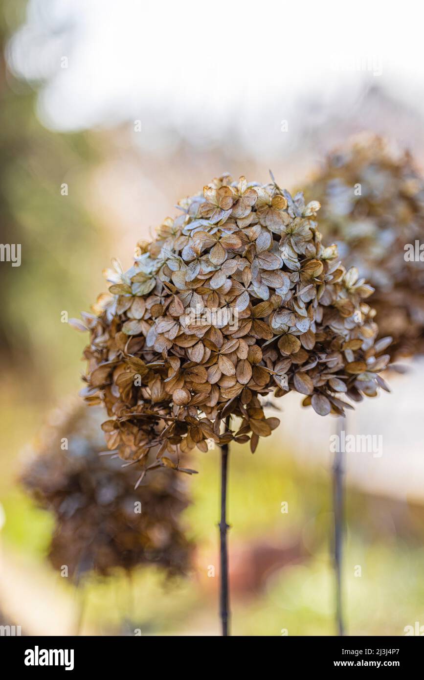 A faded brown hydrangea flower closeup Stock Photo - Alamy