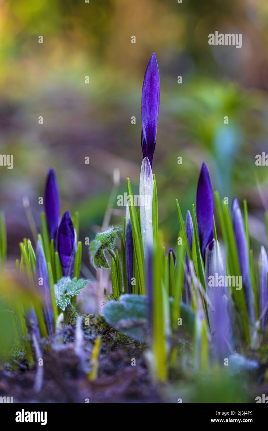 Spring flowers, crocuses (Crocus Stock Photo - Alamy
