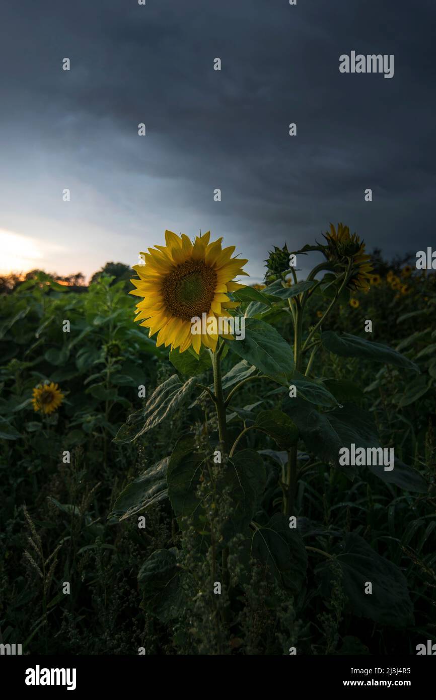 A sunflower under dark storm clouds in felm hi-res stock photography ...