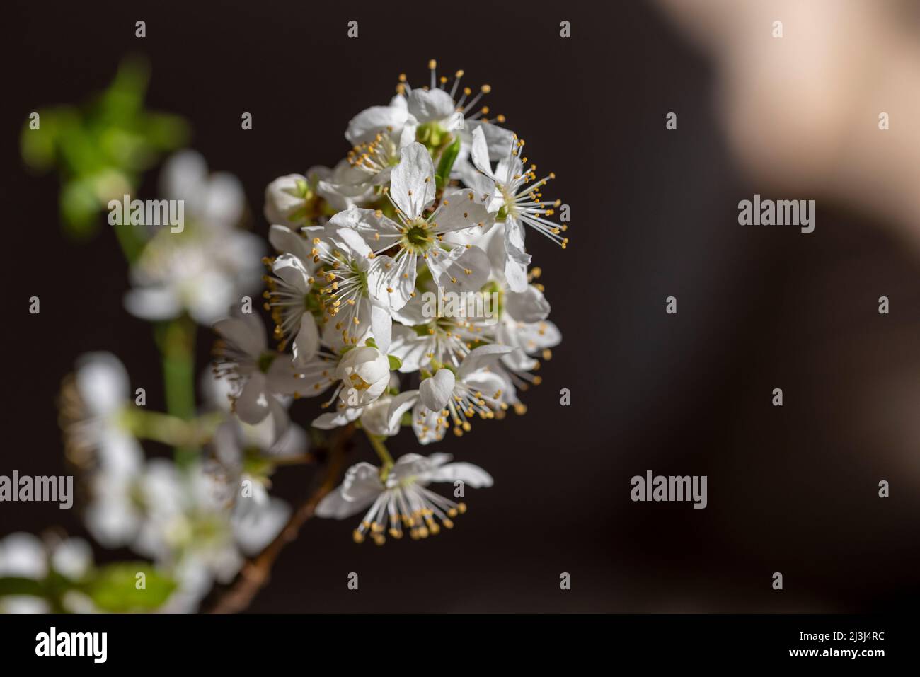 Branches of flowers hi-res stock photography and images - Alamy