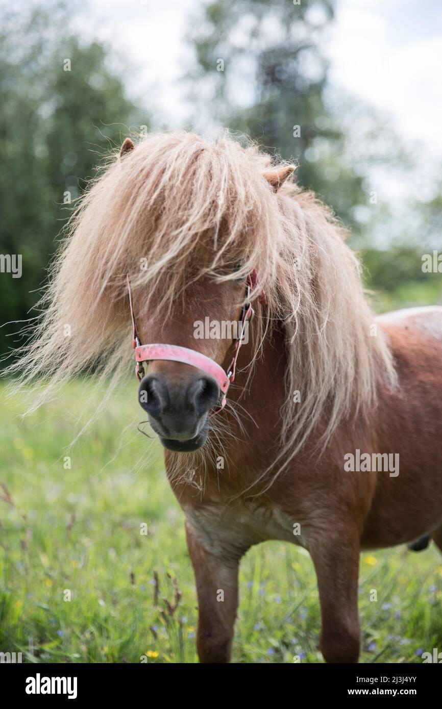 Mini stallion hi-res stock photography and images - Alamy