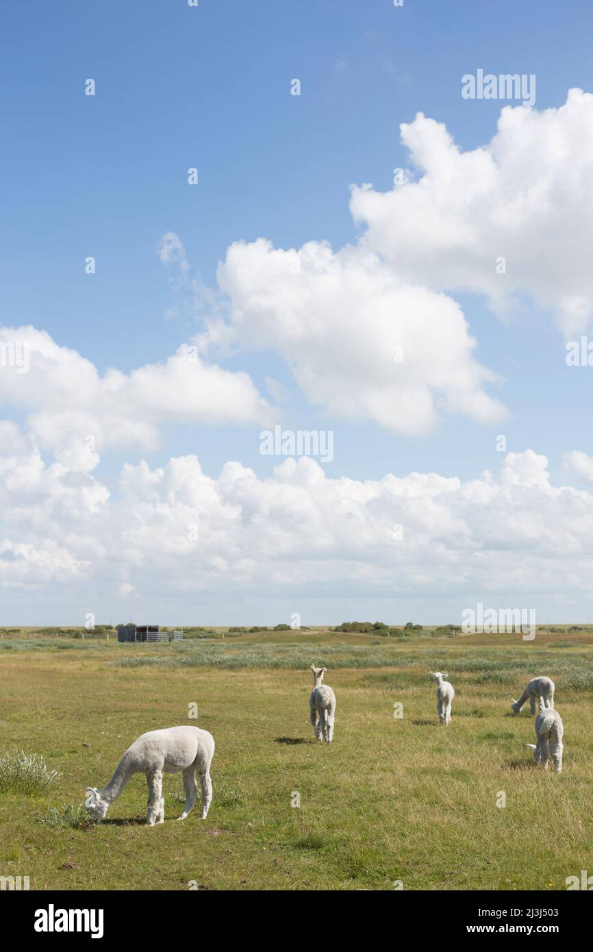 Blue sky alpacas hi-res stock photography and images - Alamy