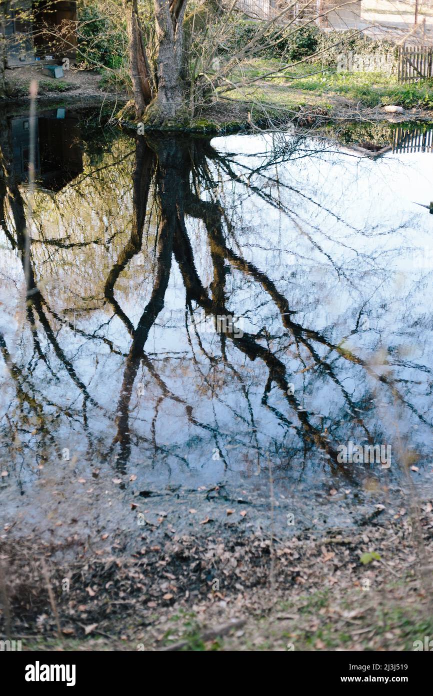 Pond with tree reflection hi-res stock photography and images - Alamy