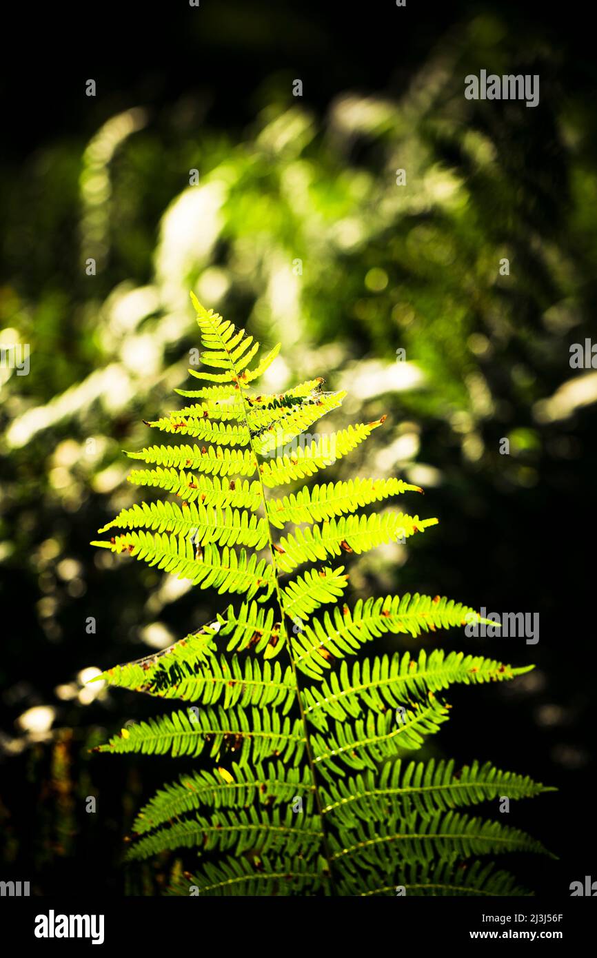 Backlit fern in a woodland in Germany Stock Photo - Alamy