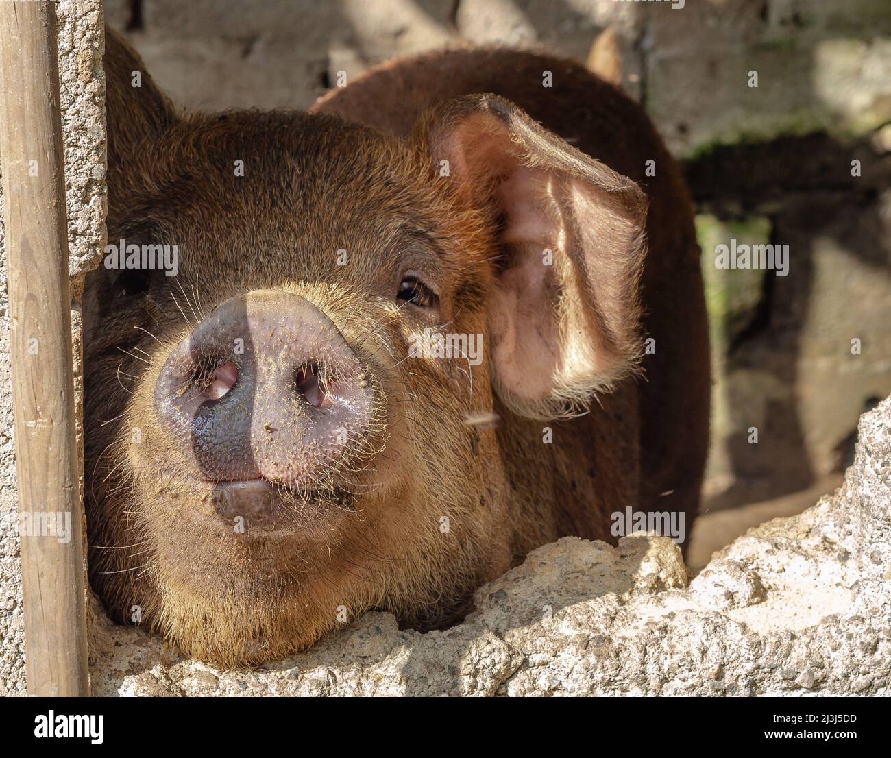 Pig farming industrial hi-res stock photography and images - Alamy