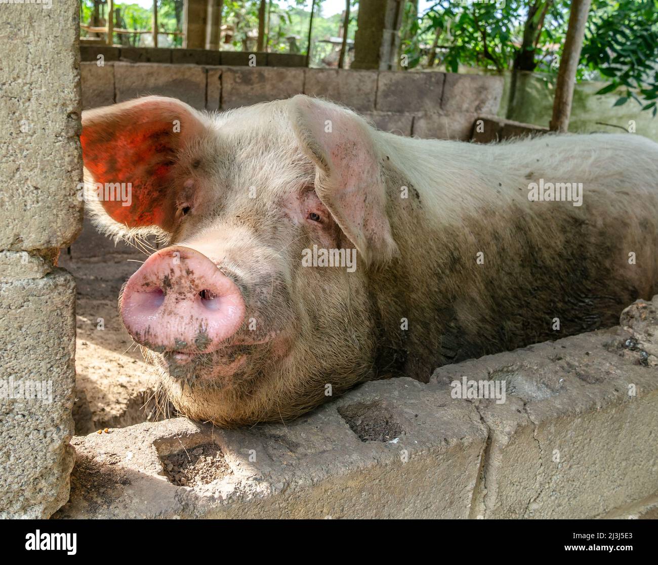 Field full of mud hi-res stock photography and images - Alamy