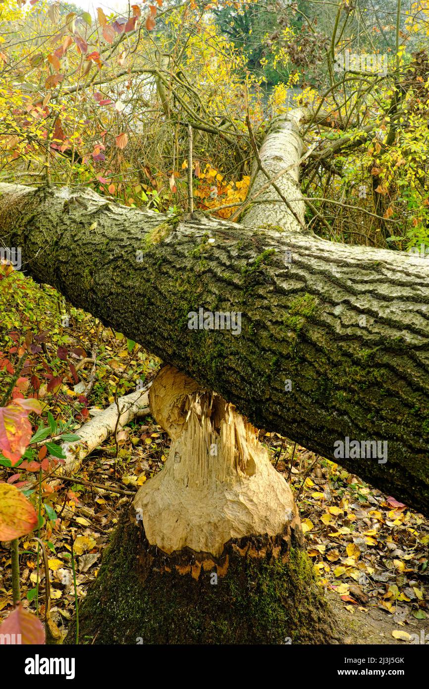 Beaver feeding marks on poplar wood hi-res stock photography and images ...