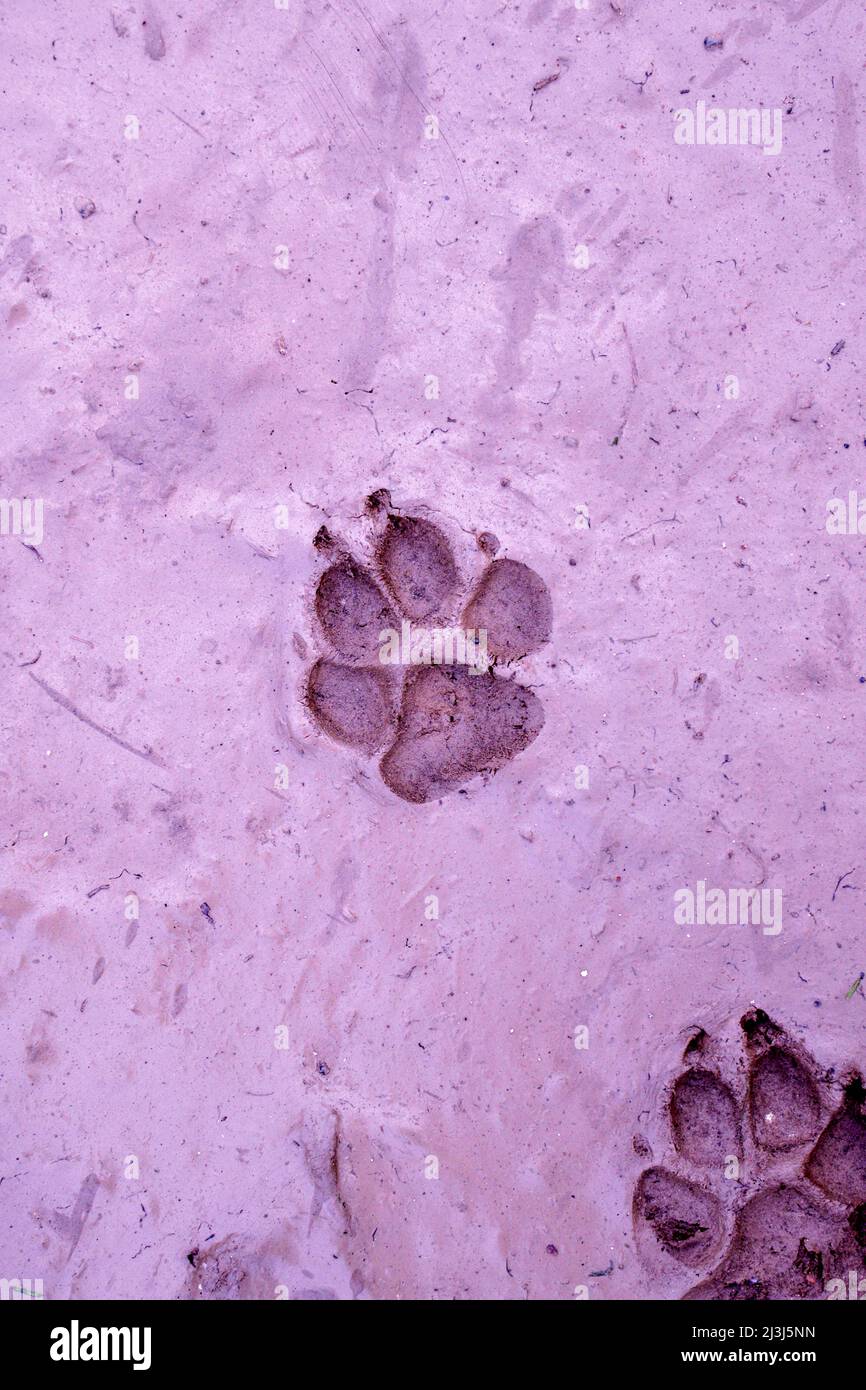 Dog footprint on the earth Stock Photo - Alamy