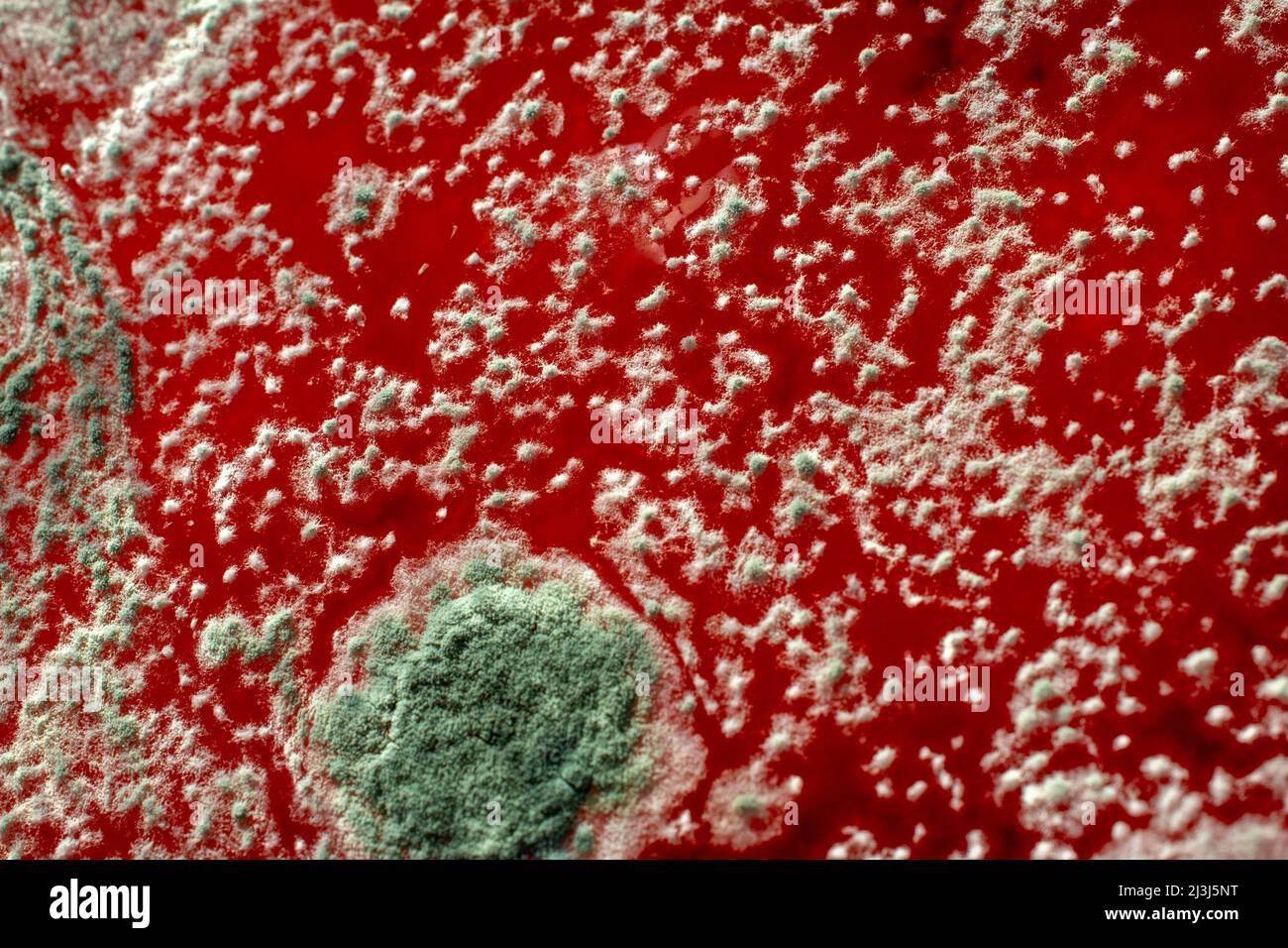 Mold on red liquid background, fungus background, bacteria on red ...