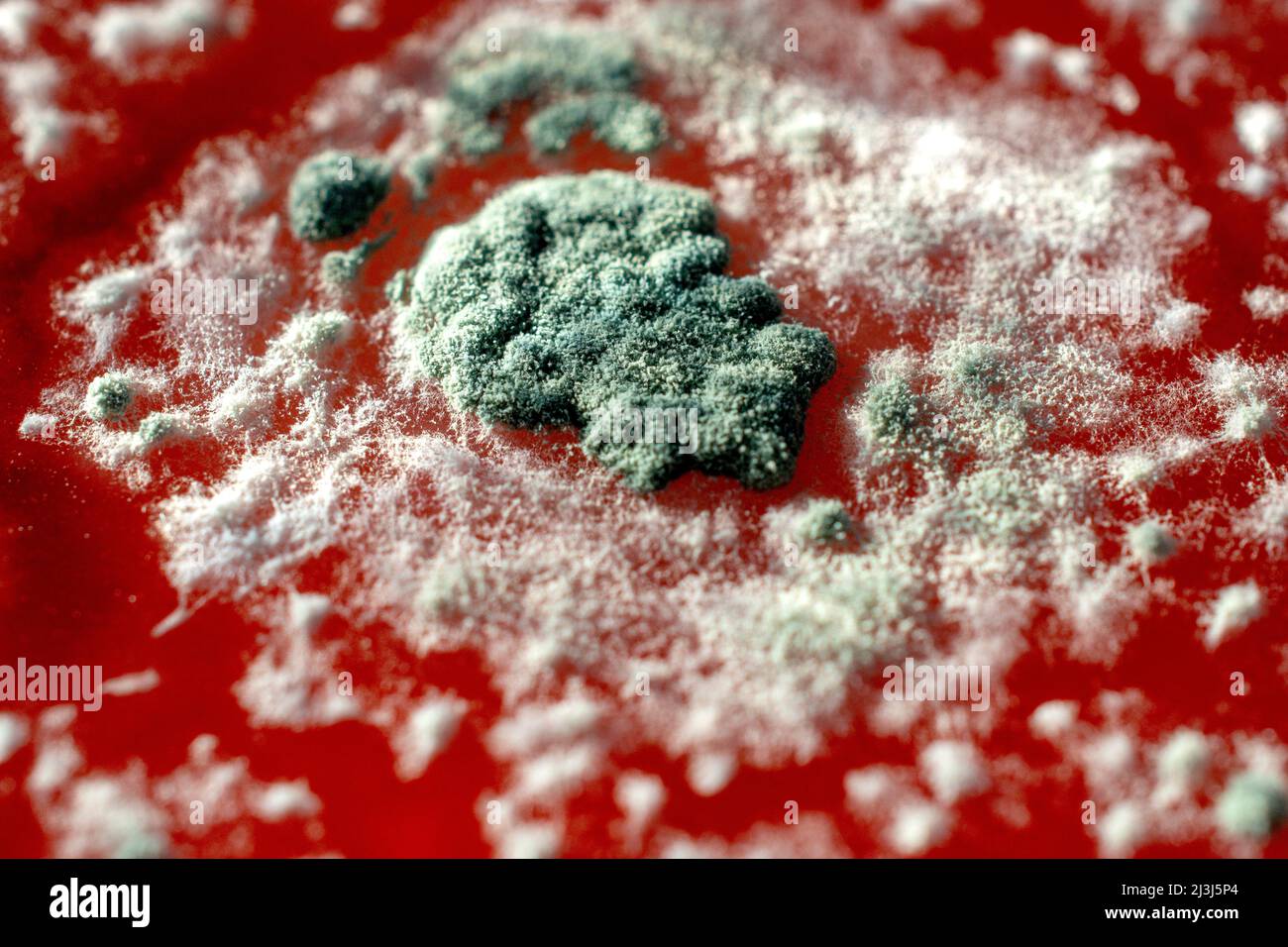 Mold on red liquid background, fungus background, bacteria on red ...