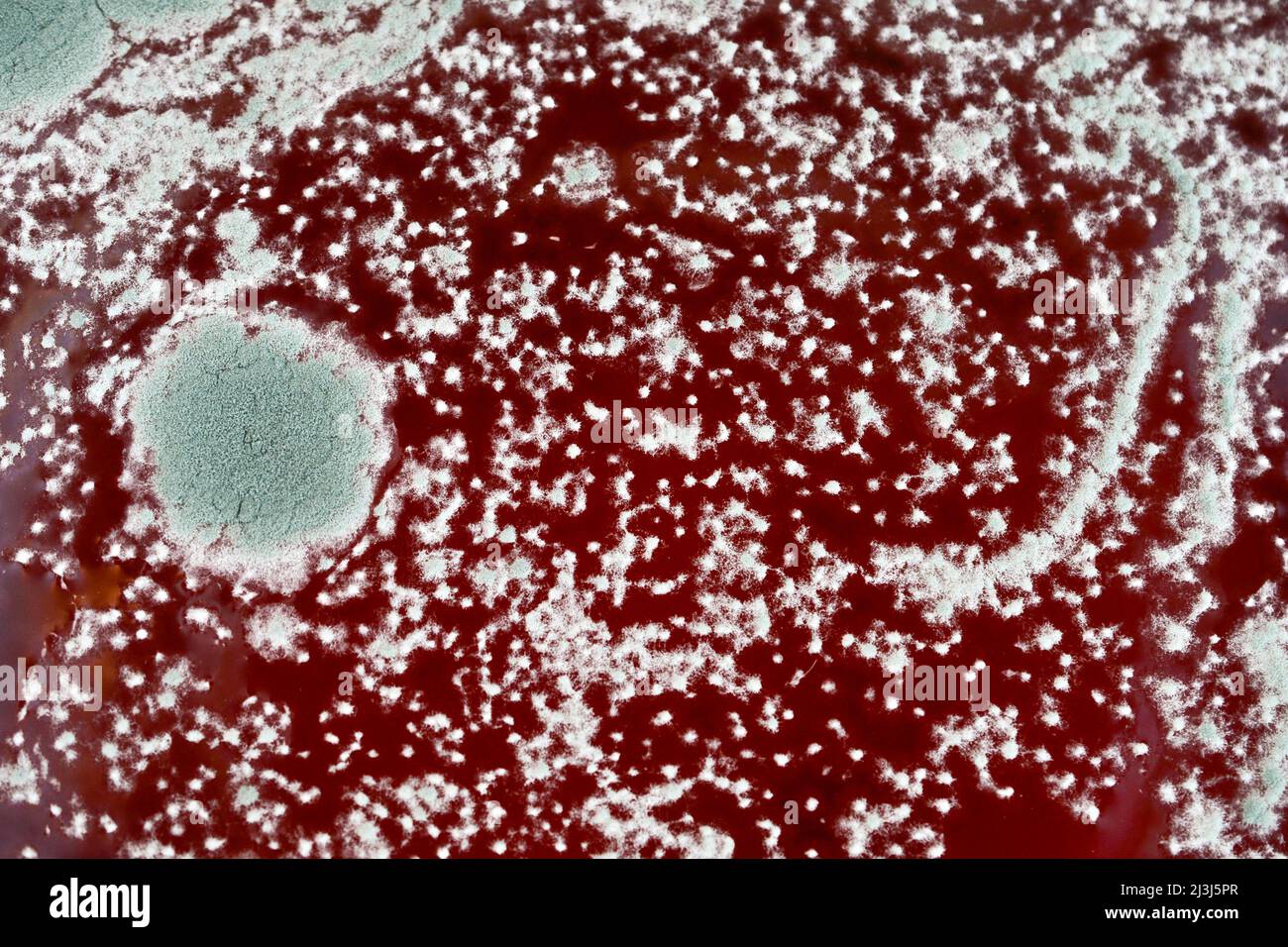 Mold on red liquid background, fungus background, bacteria on red ...