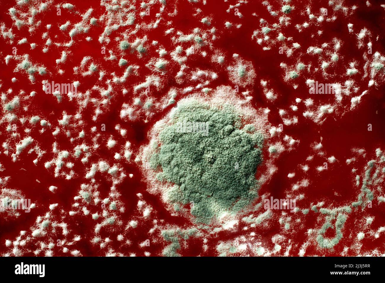 Mold on red liquid background, fungus background, bacteria on red ...