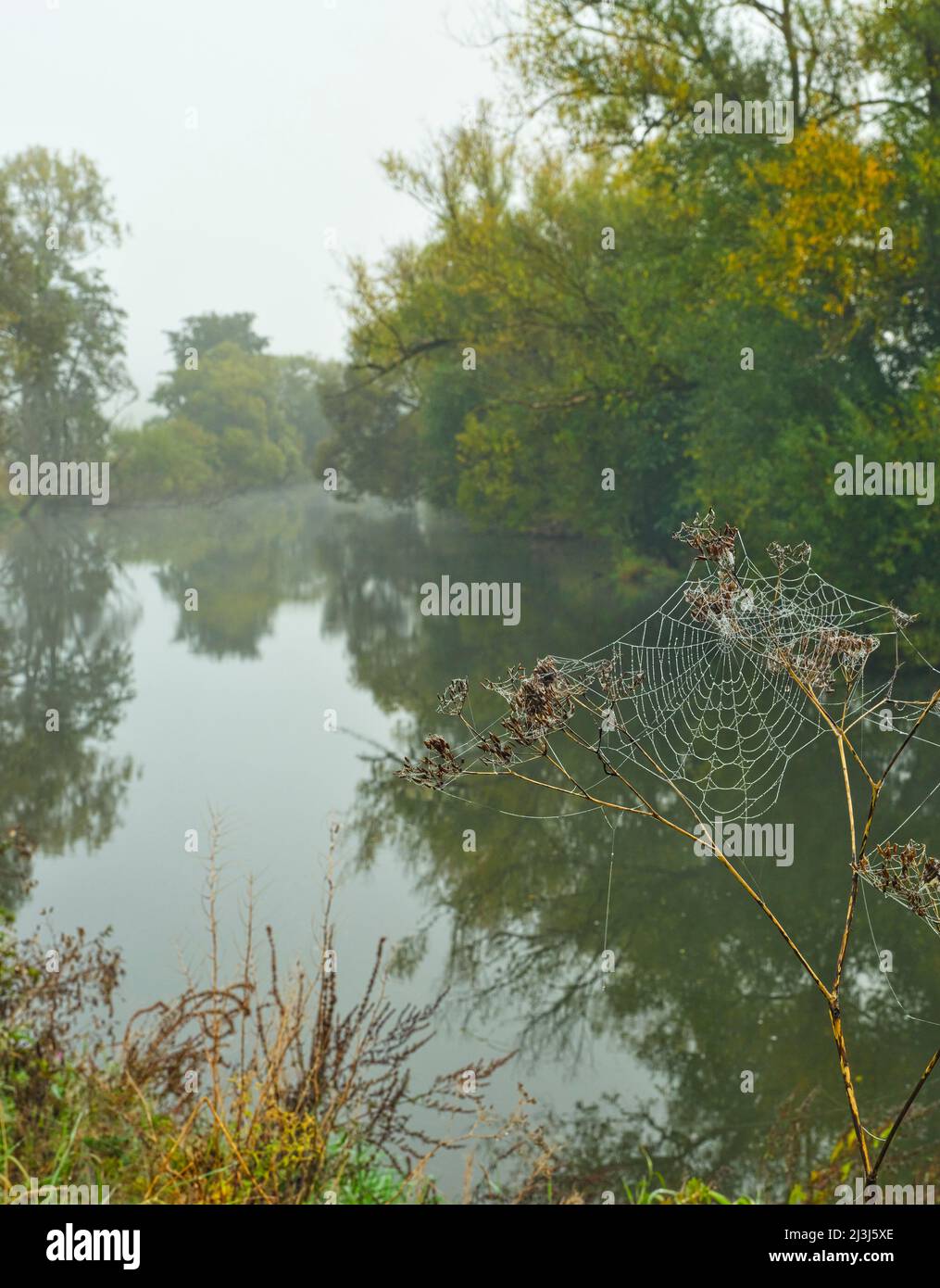 Spiders near trees hi-res stock photography and images - Alamy