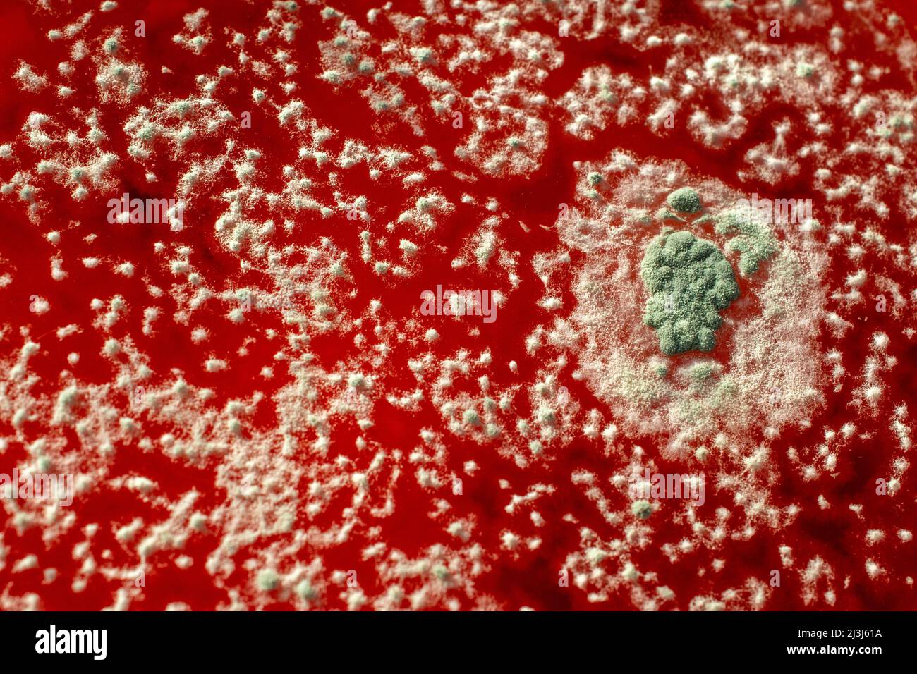 Mold on red liquid background, fungus background, bacteria on red ...