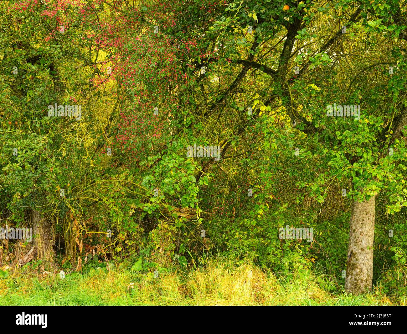 Peony euonymus europaeus hi-res stock photography and images - Alamy