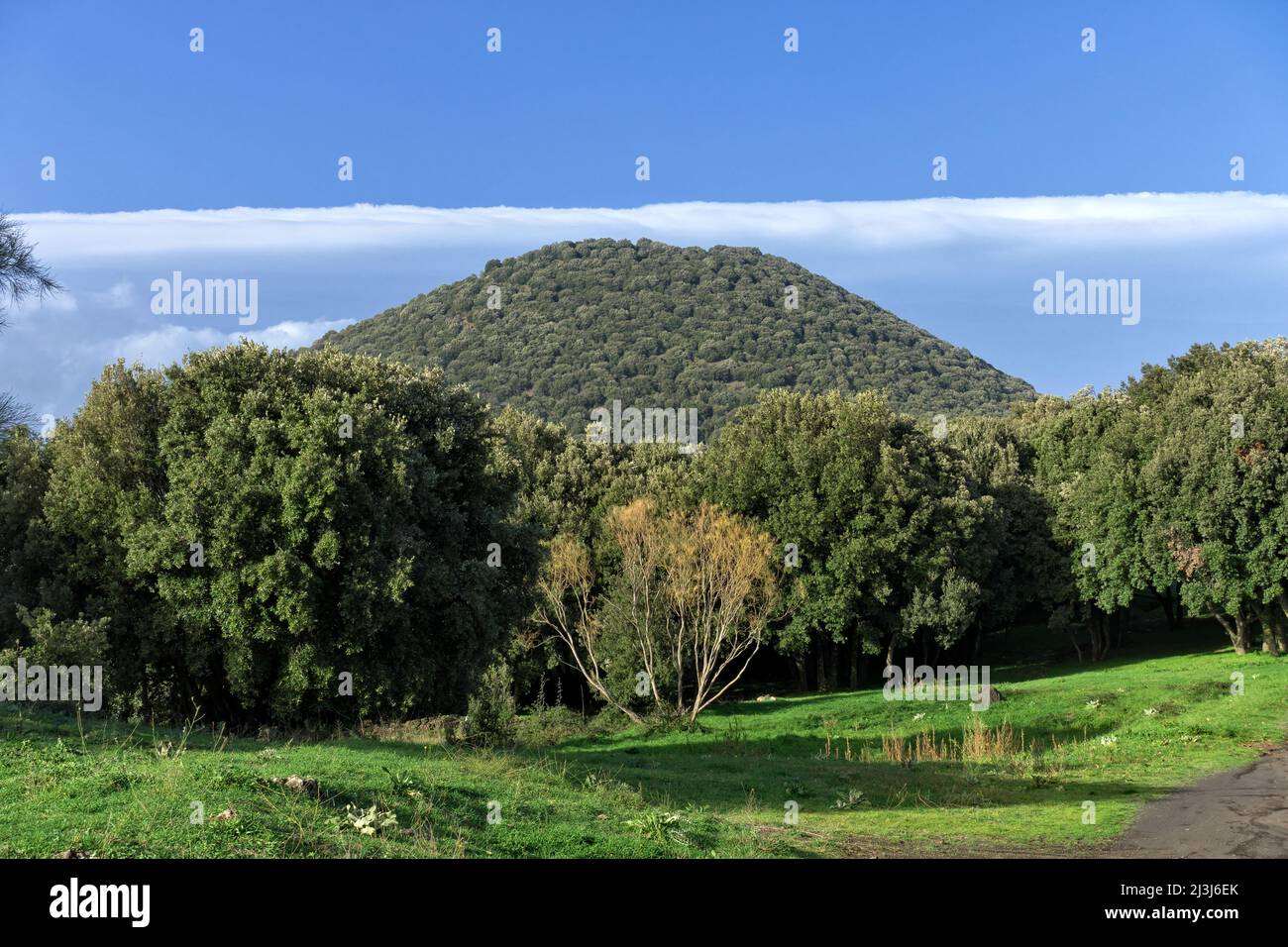 Downy oak forest hi-res stock photography and images - Alamy
