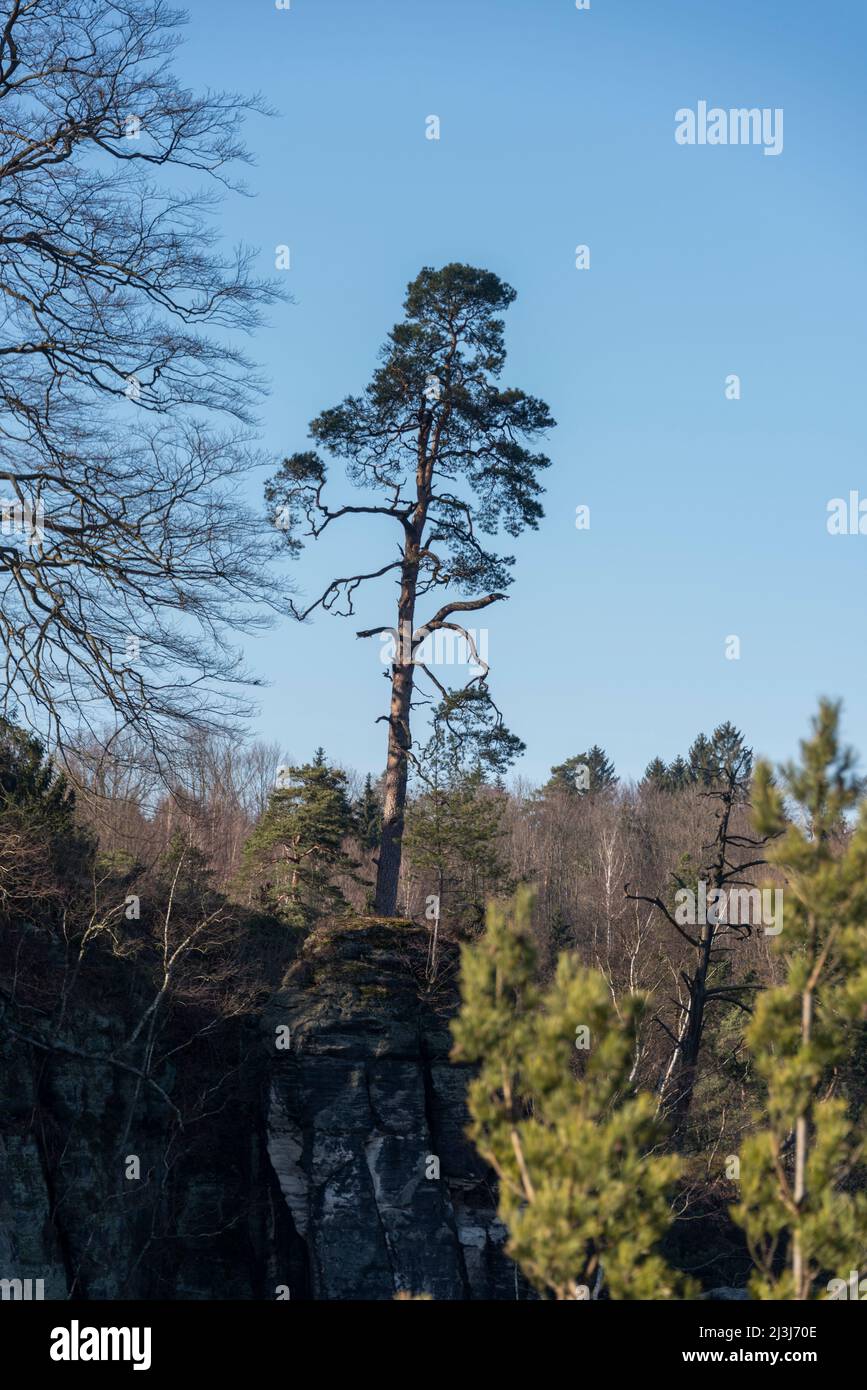 Tree stands hi-res stock photography and images - Alamy