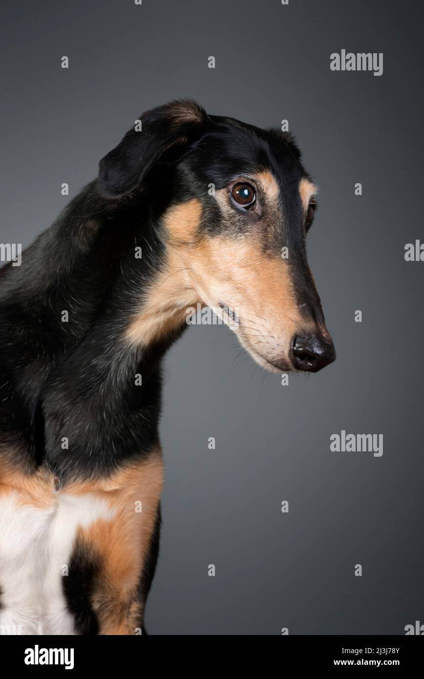 Do Chart Polski Shed