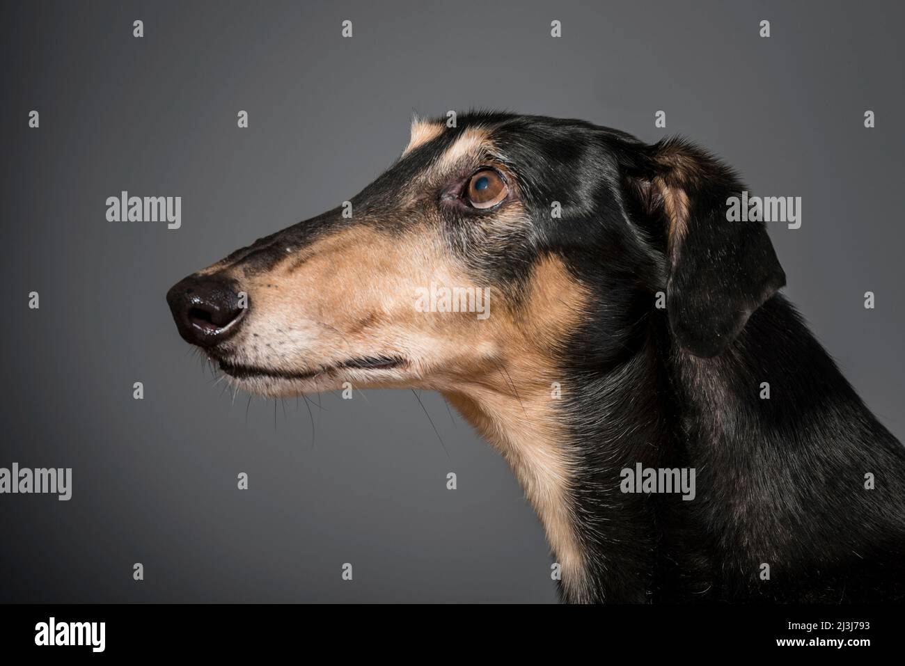 Sighthound of the Polish breed Chart Polski (FCI Group 10, Section 3 ...