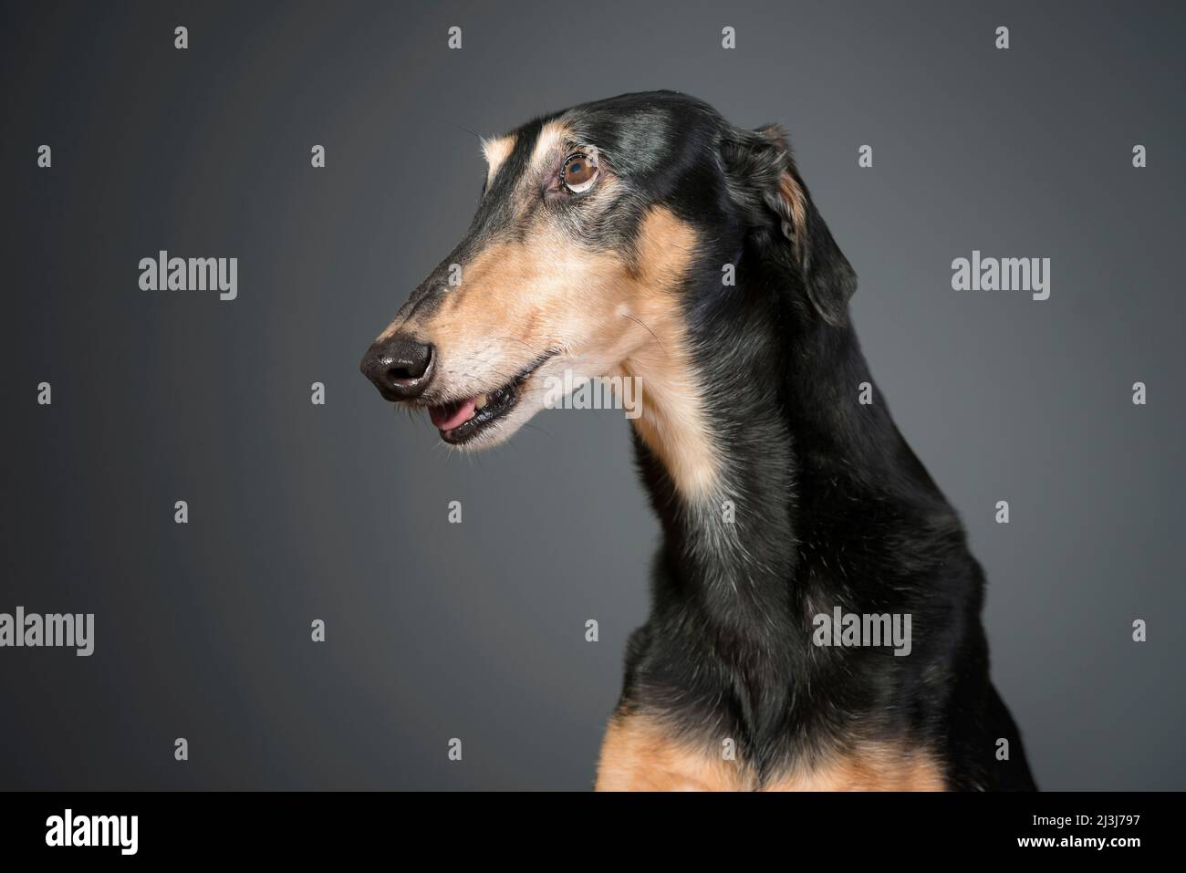 Do Chart Polski Shed