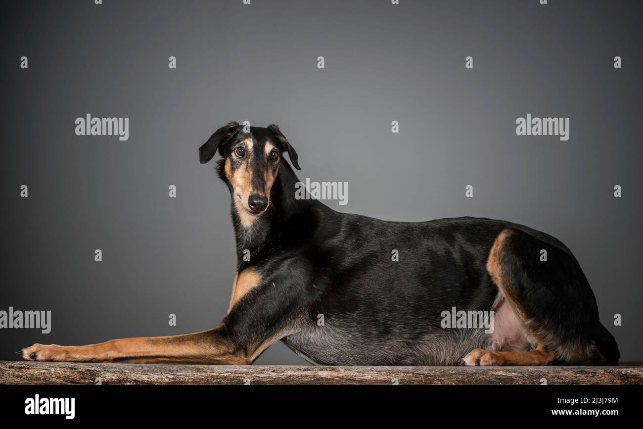 Are Chart Polski Hypoallergenic