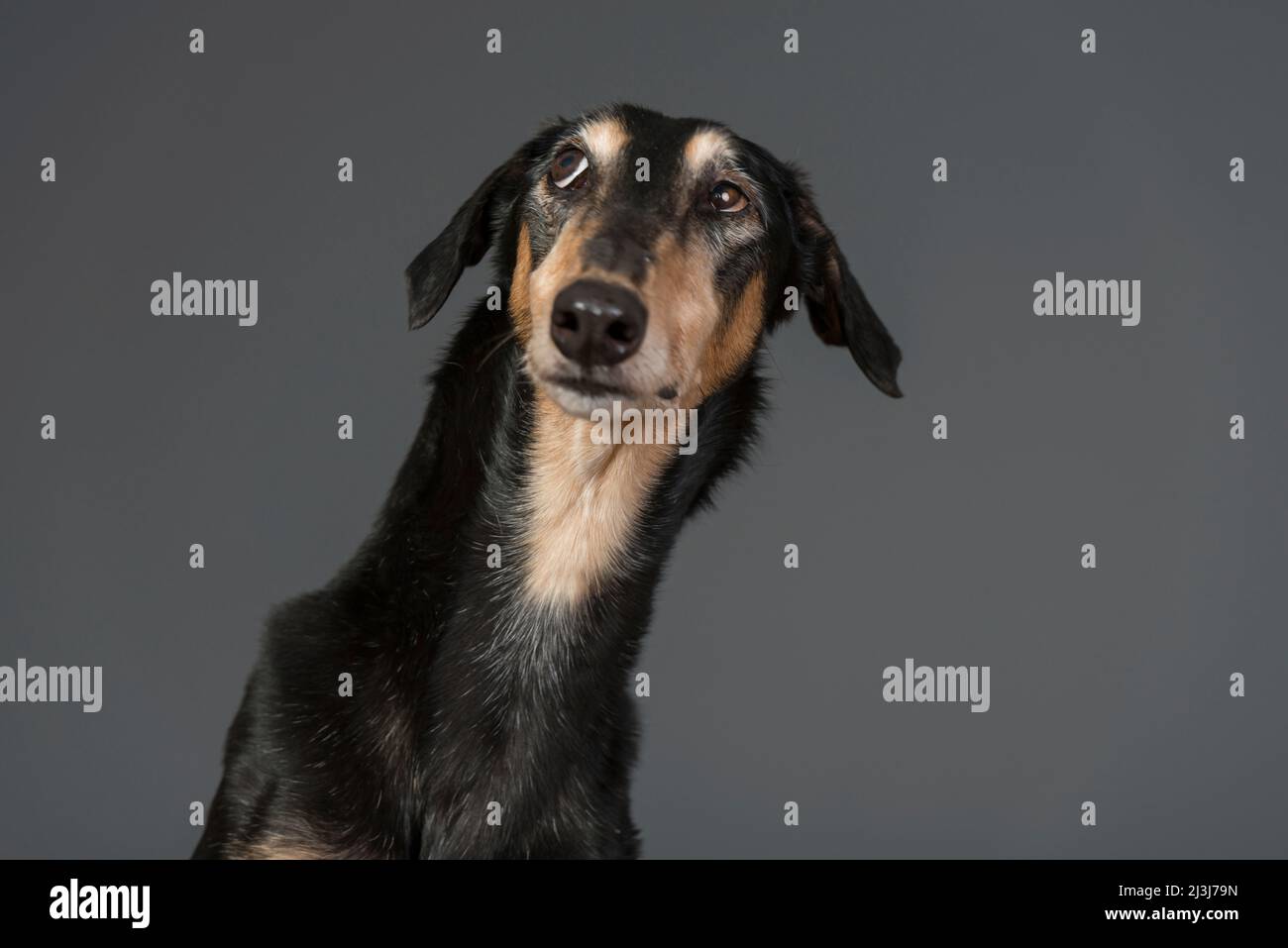 Sighthound of the Polish breed Chart Polski (FCI Group 10, Section 3 ...
