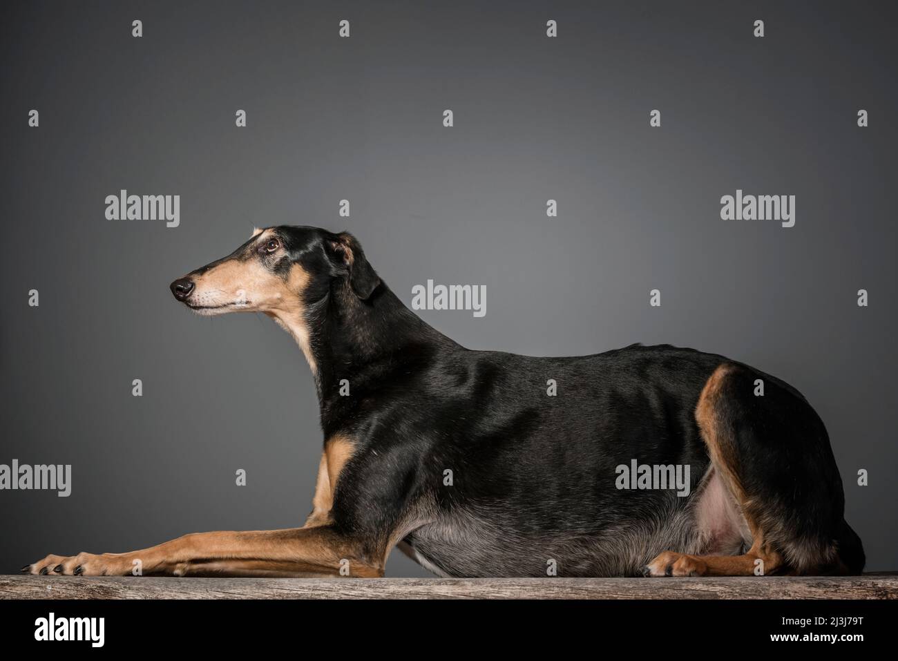 Sighthound of the Polish breed Chart Polski (FCI Group 10, Section 3 ...