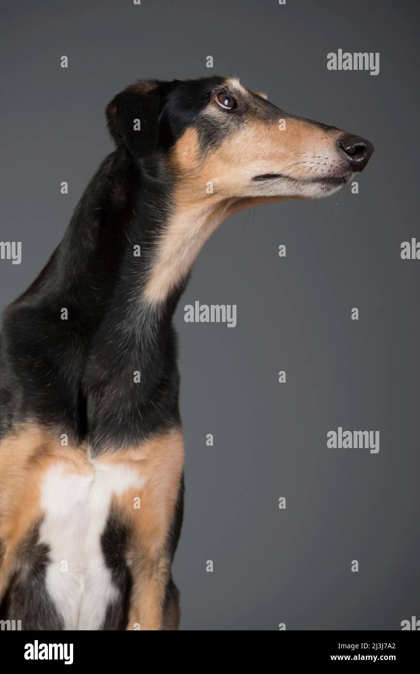 Sighthound of the Polish breed Chart Polski (FCI Group 10, Section 3 ...