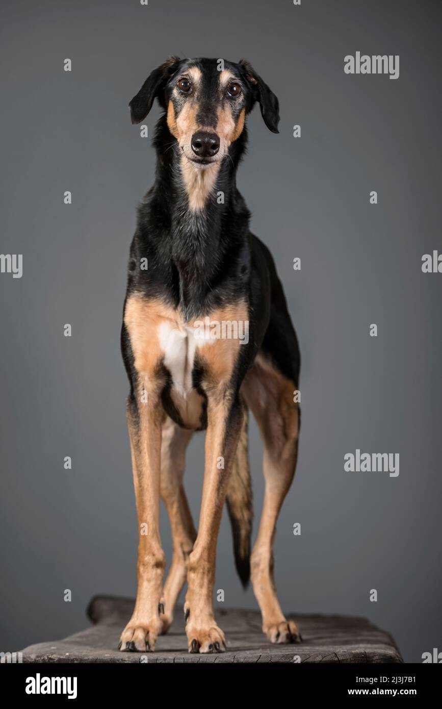 Do Chart Polski Shed