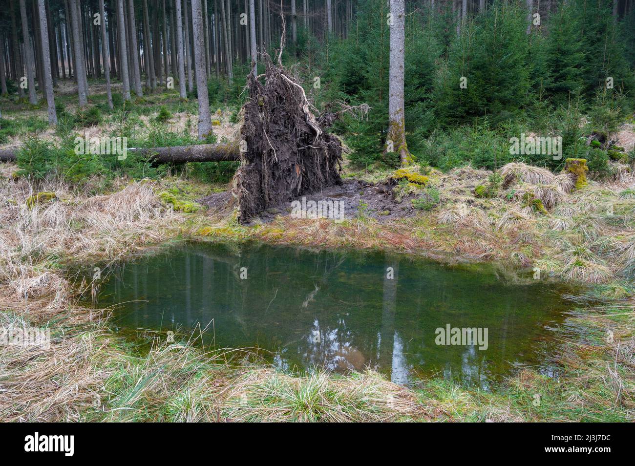 Pond in spruce forest hi-res stock photography and images - Alamy