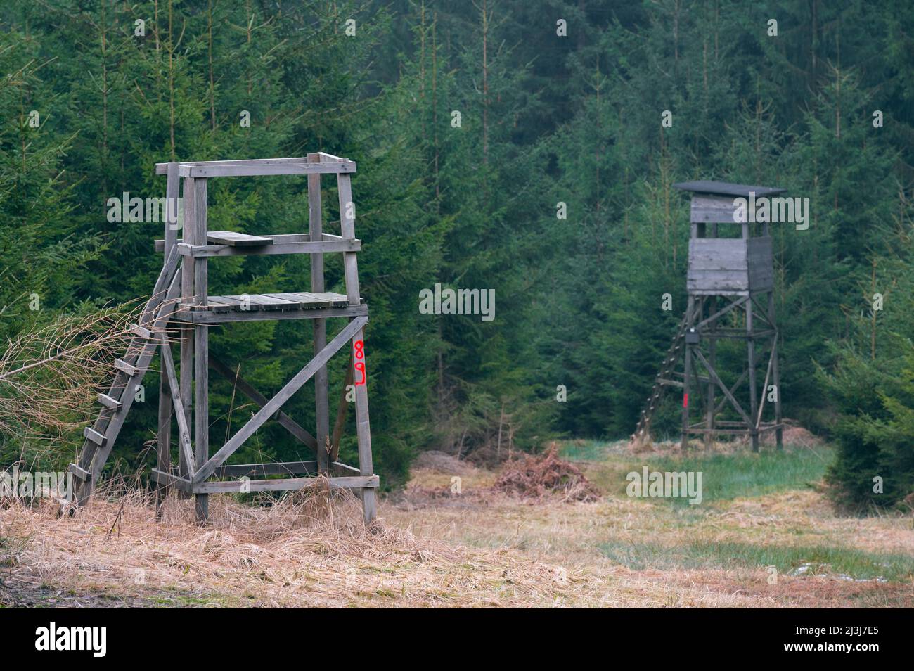 High seats (driven hunt stand and pulpit) at a hunting lane in spruce ...