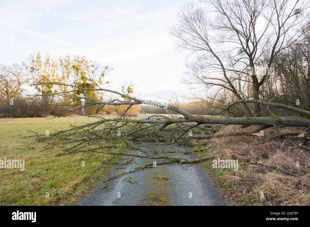 Fallen tree after storm on a path hi-res stock photography and images ...