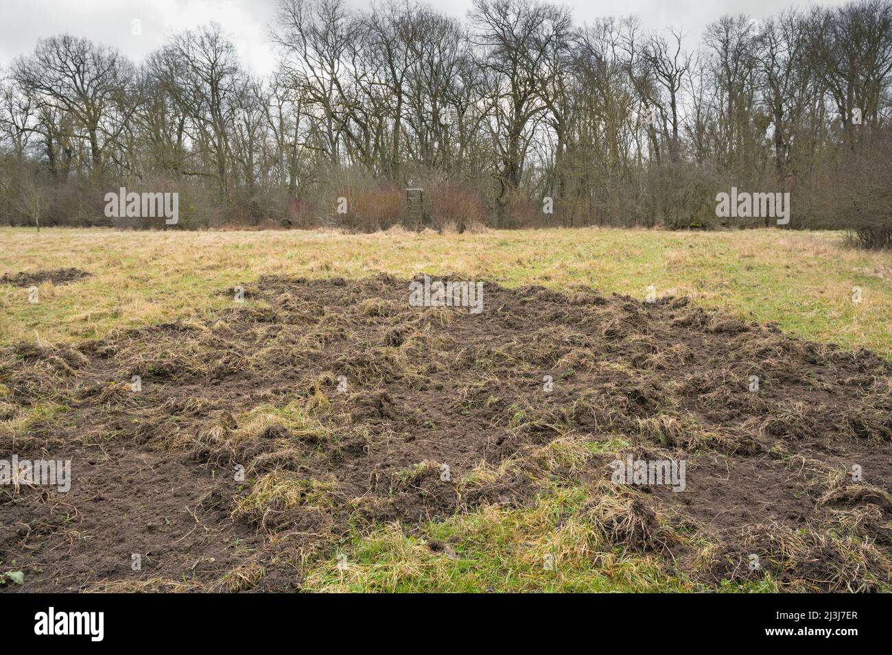 Pig damage hi-res stock photography and images - Alamy