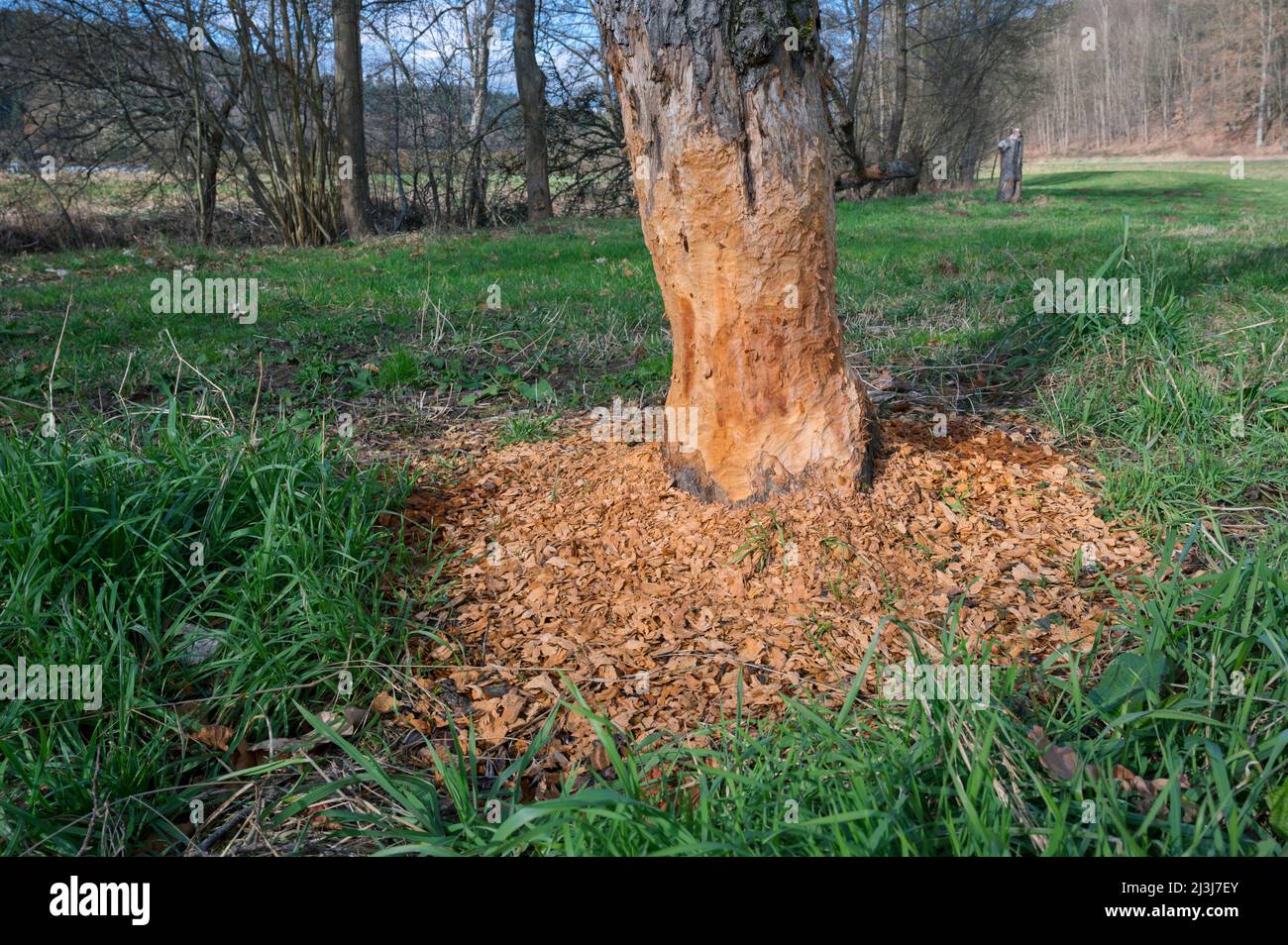 Feeding marks of beaver on tree trunk fruit tree hi-res stock ...