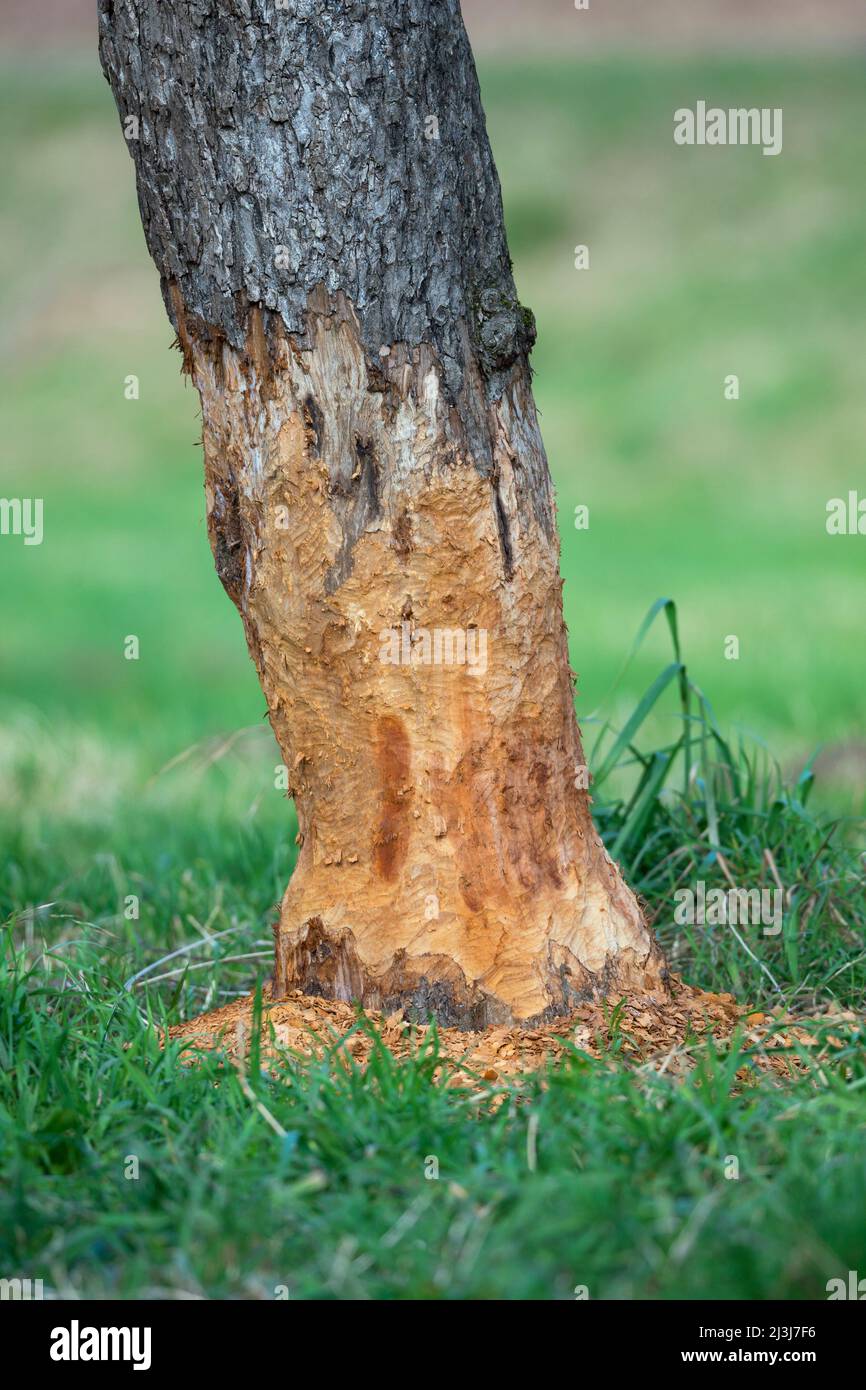Feeding marks of beaver on tree trunk fruit tree hi-res stock ...