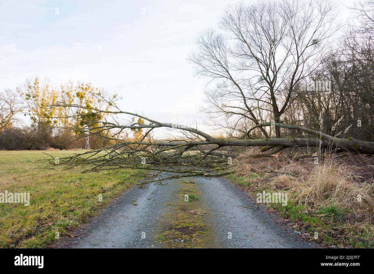 Fallen tree after storm on a path, Hesse, Germany Stock Photo - Alamy