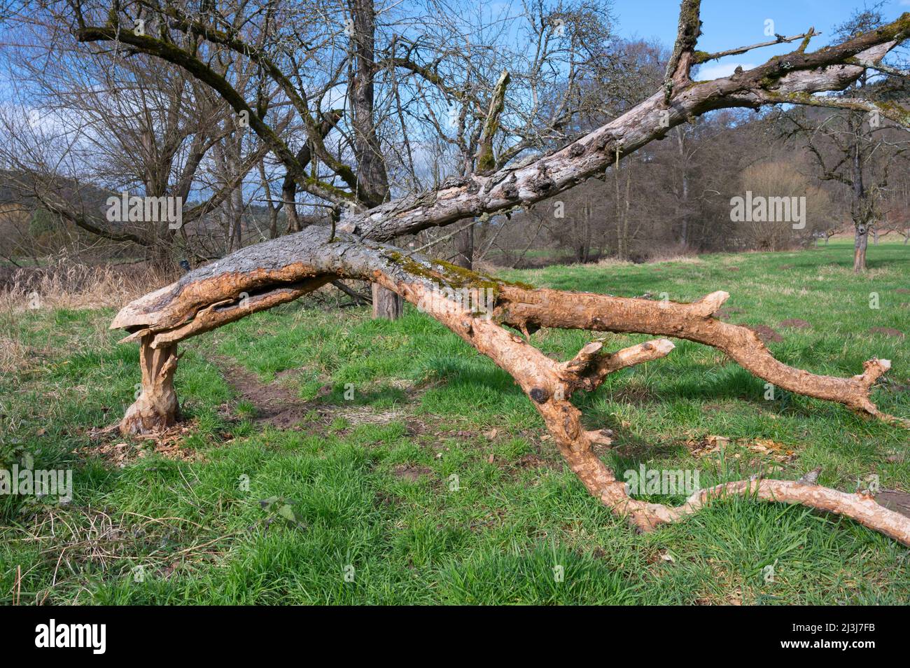 Feeding marks of a beaver on a tree trunk (fruit tree), February ...