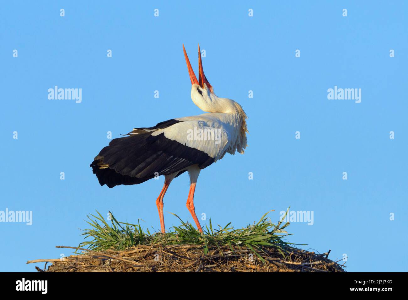 White stork rattling on nest hi-res stock photography and images - Alamy