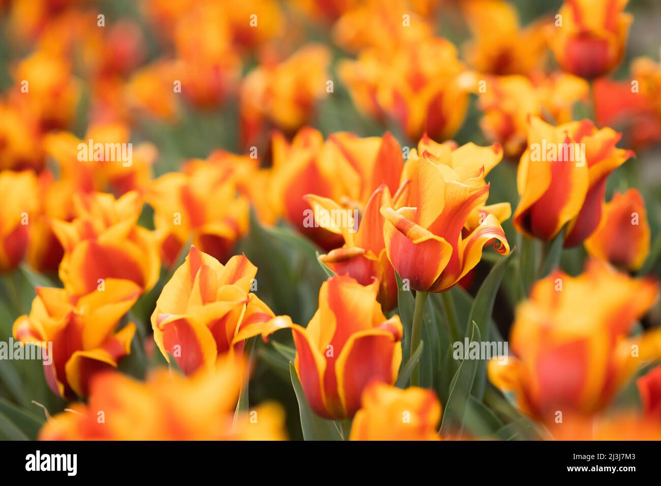 Two color tulip field Stock Photo - Alamy
