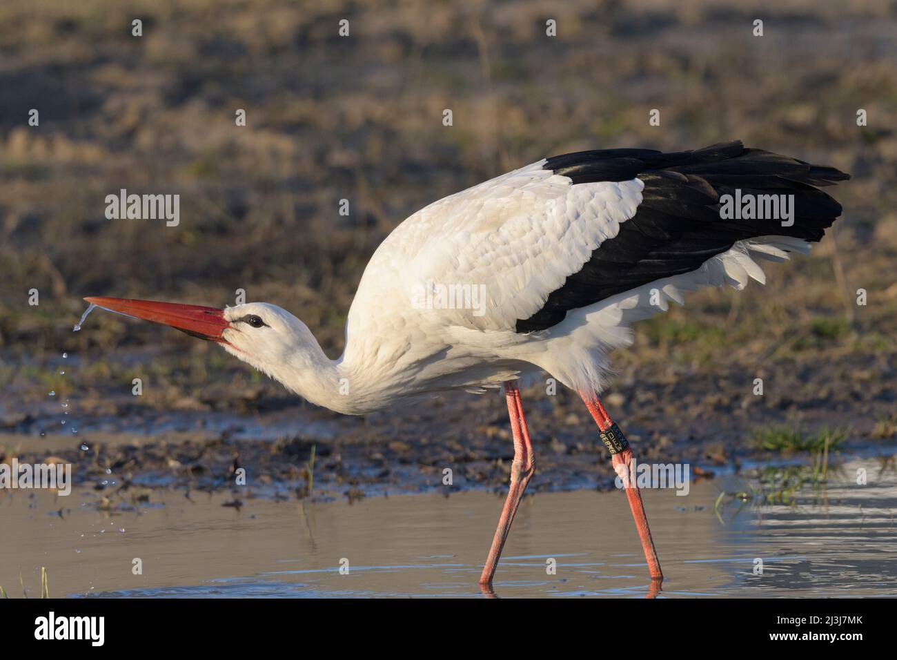 Stork drinking hi-res stock photography and images - Alamy