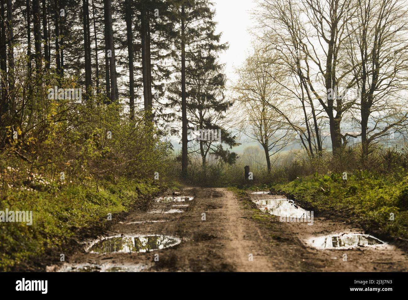 Forest path with puddles after rain Stock Photo - Alamy