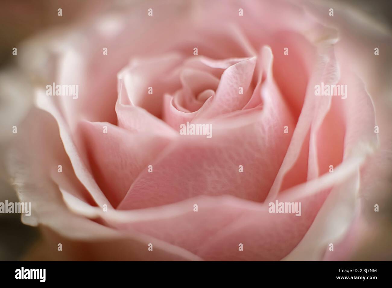Macro shot of rose flower hi-res stock photography and images - Alamy